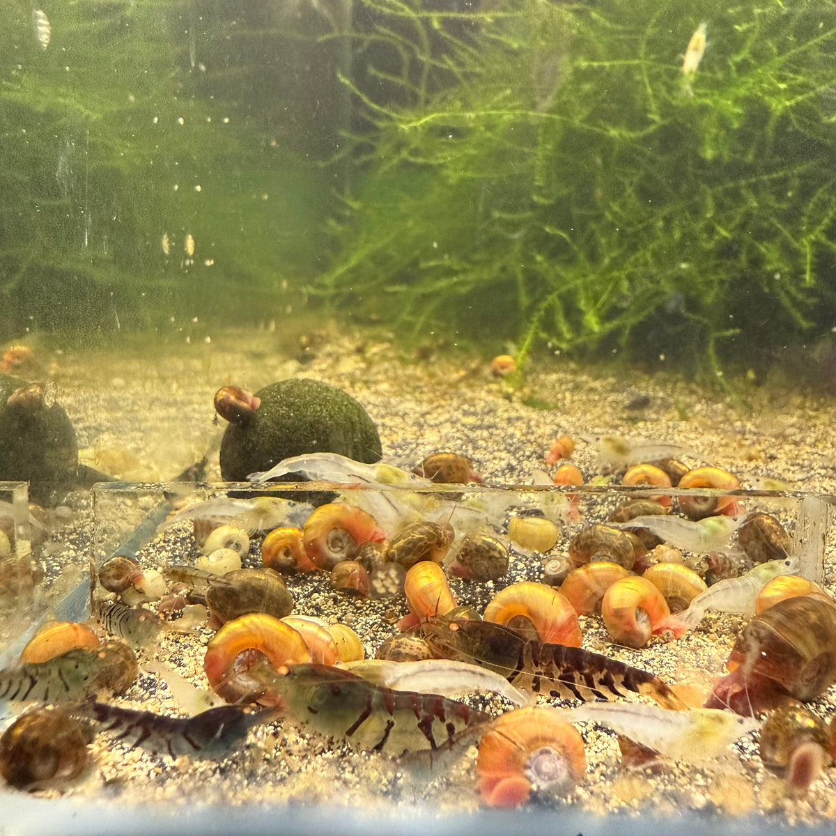 Orange Eyed Blue Tiger (OEBT)NEO PARAMETERS – Blackwater Aquariums