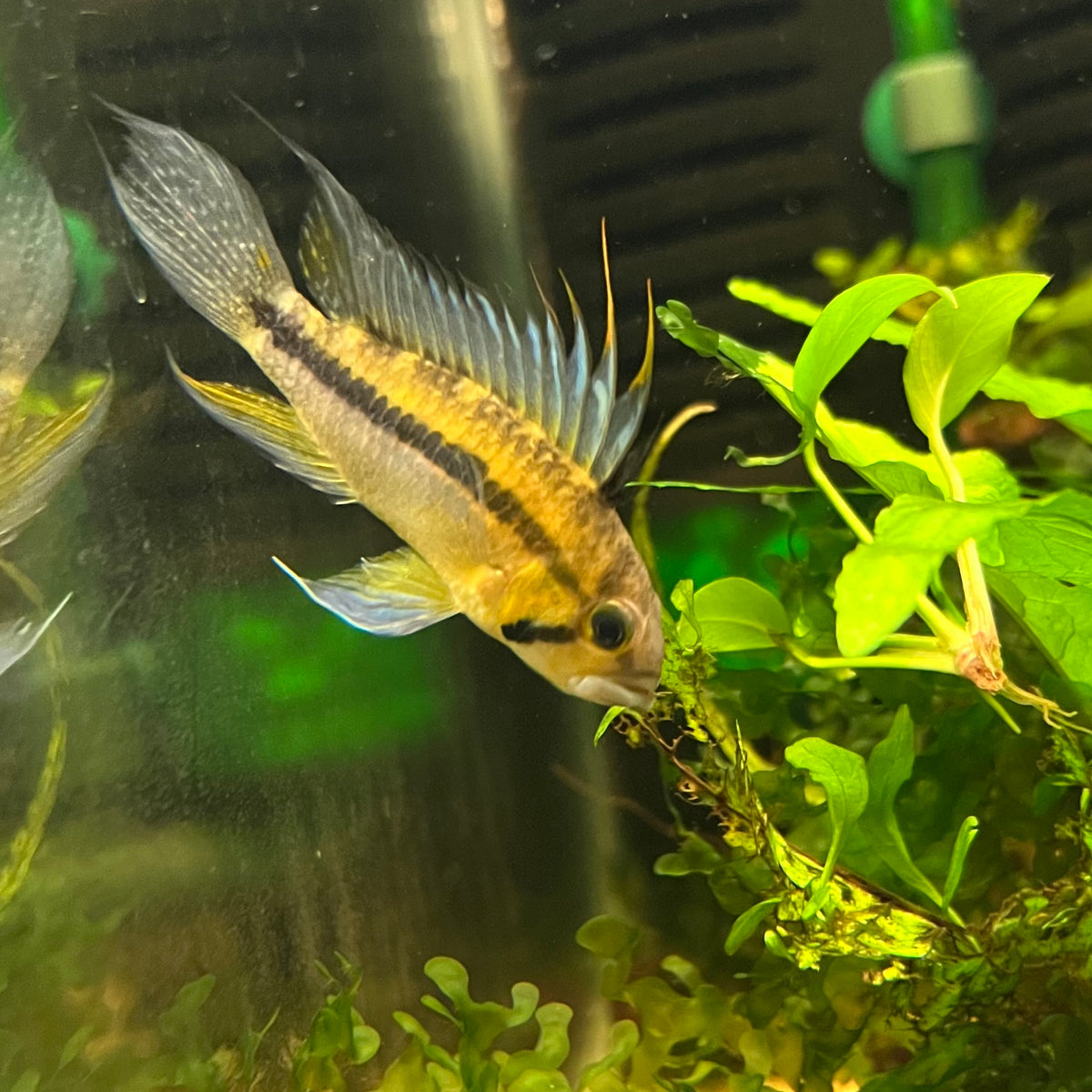 Apistogramma Cacatuoides Wild – Blackwater Aquariums