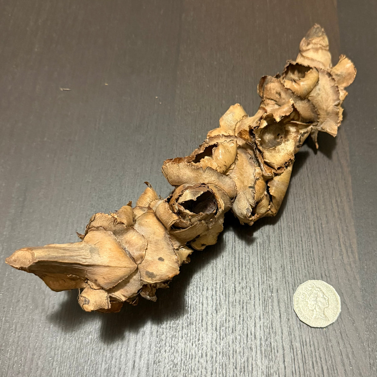 Palmyrah Inflorescence – Blackwater Aquariums