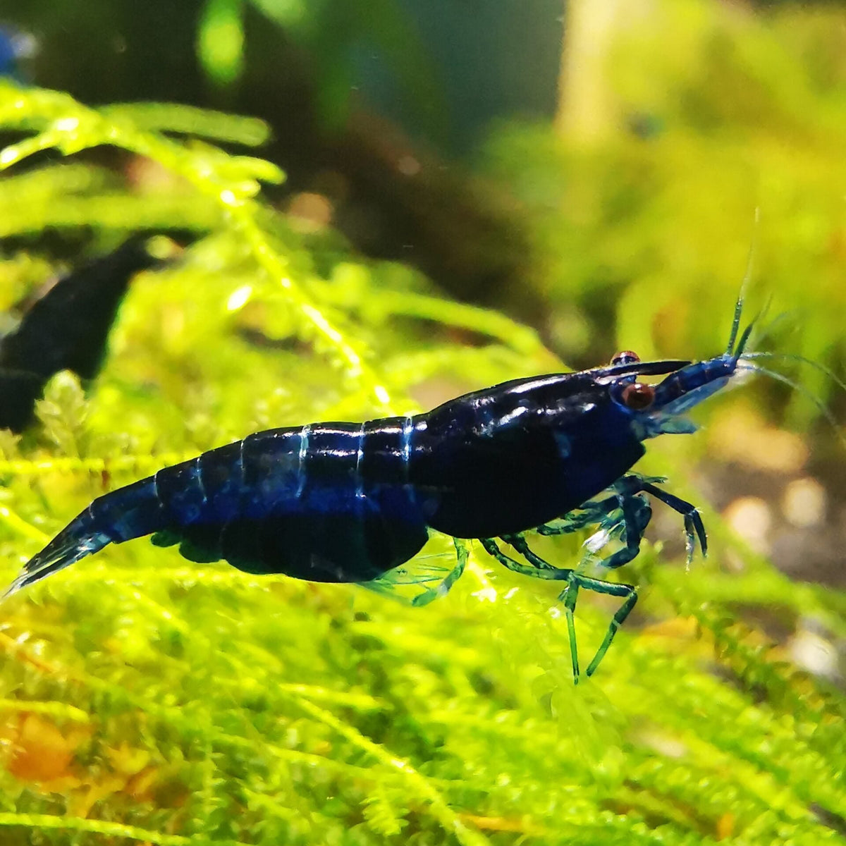 Blue Diamond Neocaridina Shrimp – Blackwater Aquariums