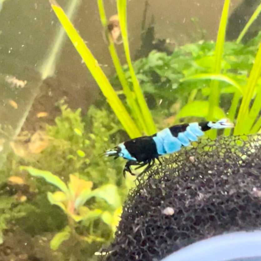 Shadow Panda (Caridina cf Cantonesis) – Blackwater Aquariums