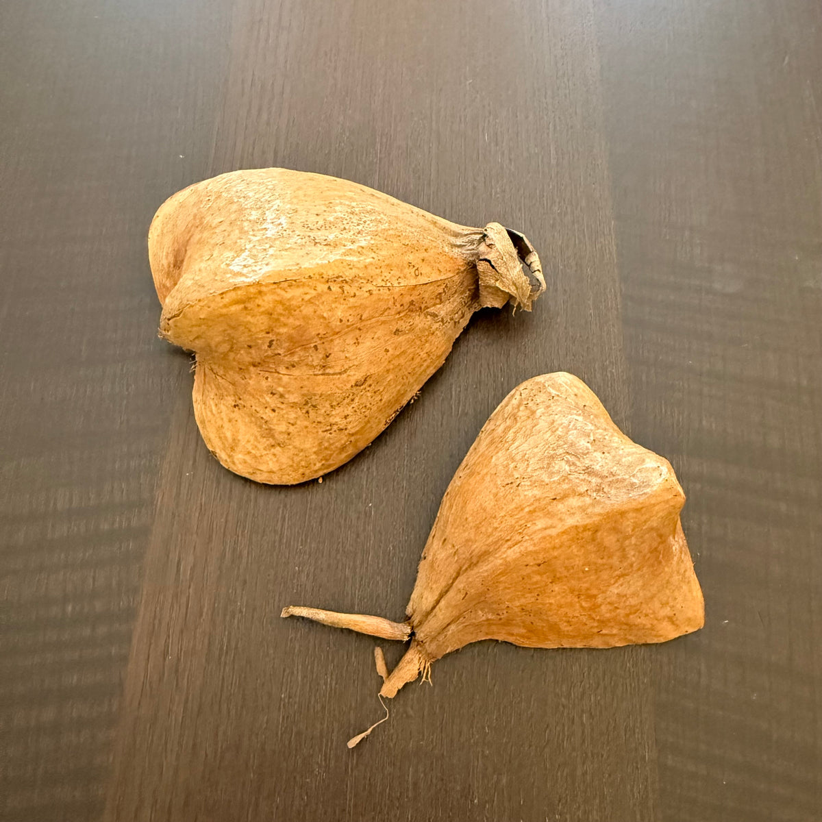 Sea Mango Seed Pods (Cerbera Odollam) – Blackwater Aquariums