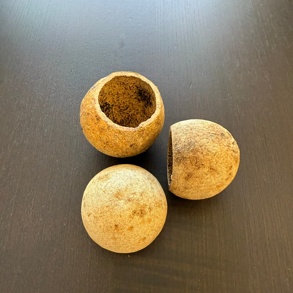 Guava Seed Pod - Amazing natural spawning cave – Blackwater Aquariums