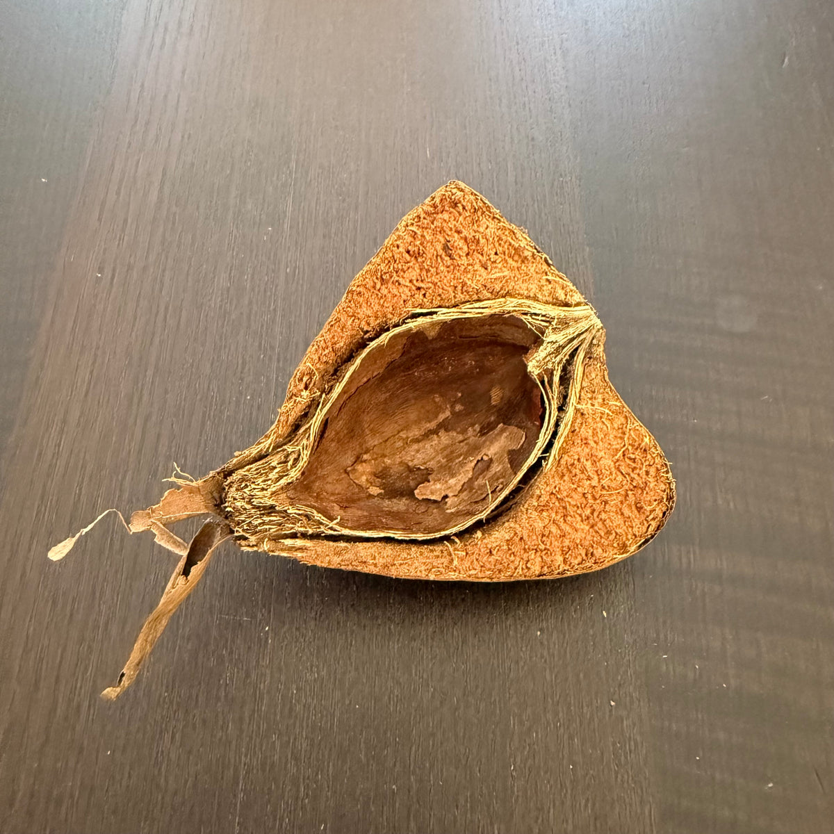 Sea Mango Seed Pods (Cerbera Odollam) – Blackwater Aquariums