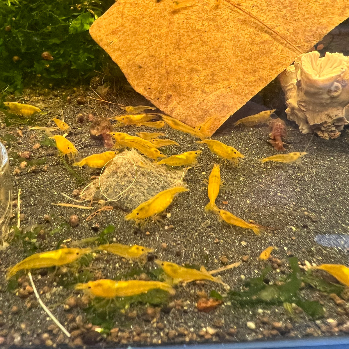 Yellow Neocaridina Shrimp – Blackwater Aquariums