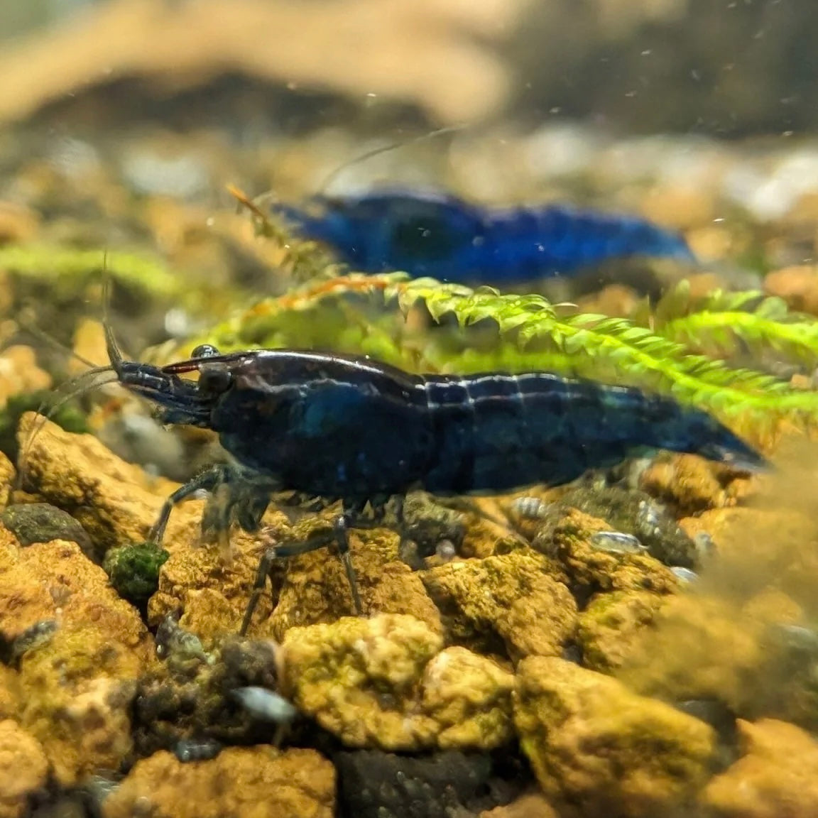 Blue Diamond Neocaridina Shrimp – Blackwater Aquariums