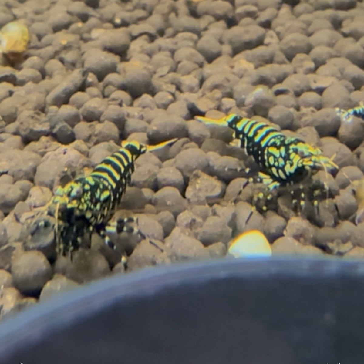 Black Galaxy Zebra – Blackwater Aquariums