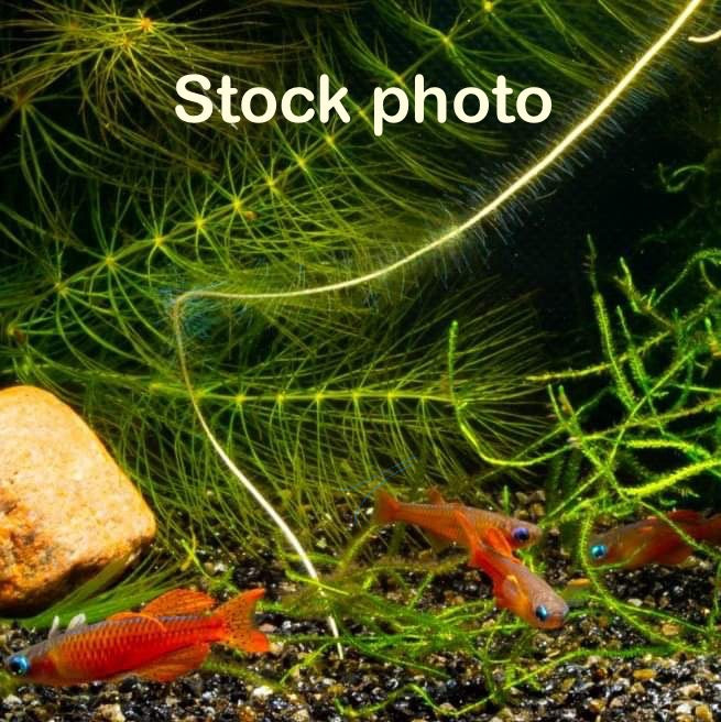 Pseudomugil Luminatus – Blackwater Aquariums