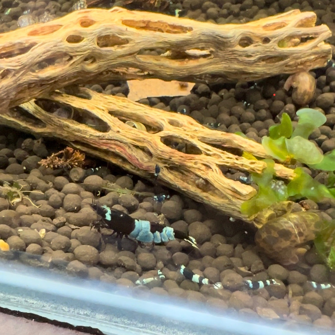 Shadow Panda (Caridina cf Cantonesis) – Blackwater Aquariums