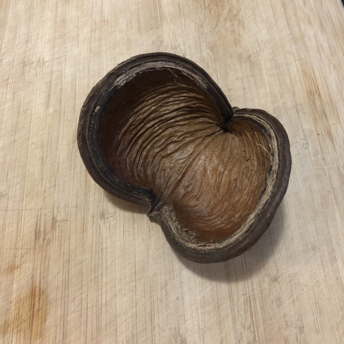 Badam Nut / Elephant Ear Pod – Blackwater Aquariums