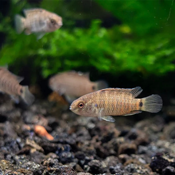 Blue Badis (Badis Badis) – Blackwater Aquariums