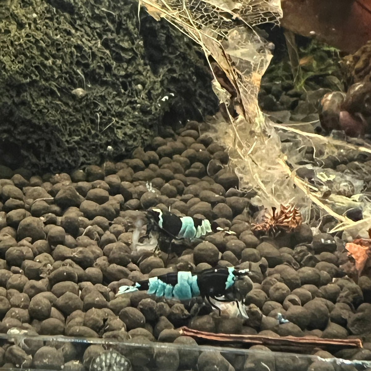 Shadow Panda (Caridina cf Cantonesis) – Blackwater Aquariums