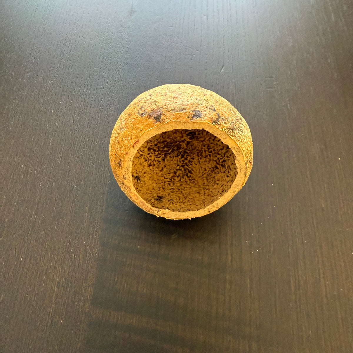 Guava Seed Pod - Amazing natural spawning cave – Blackwater Aquariums