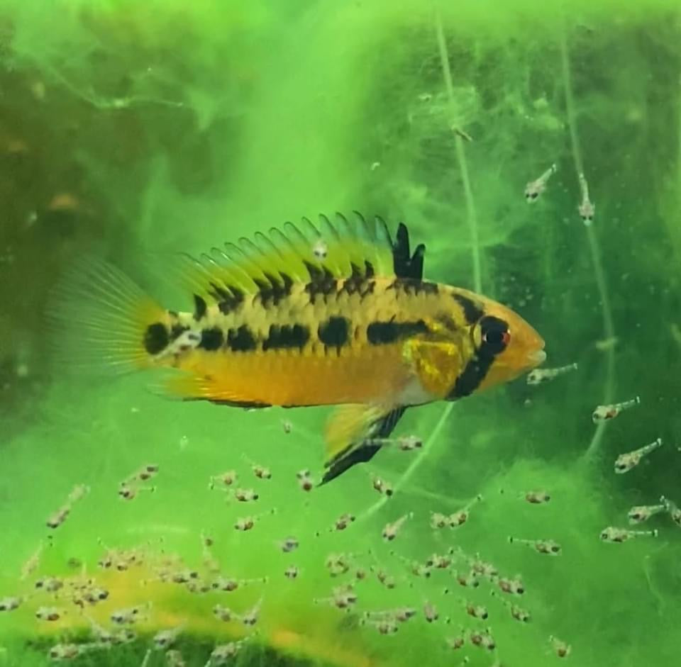 Apistogramma Hoignei – Blackwater Aquariums
