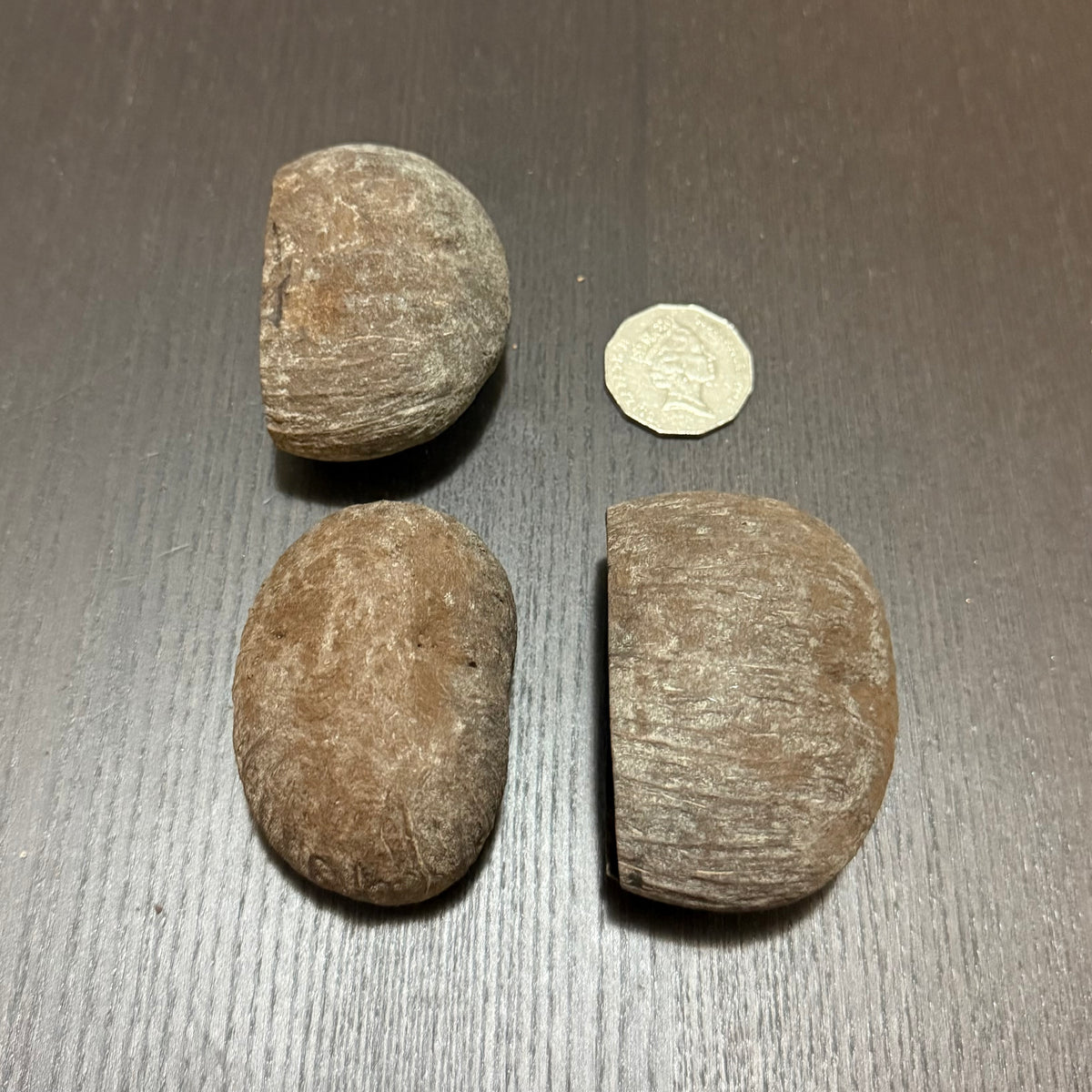 Palmyrah Pod - Amazing natural spawning cave – Blackwater Aquariums