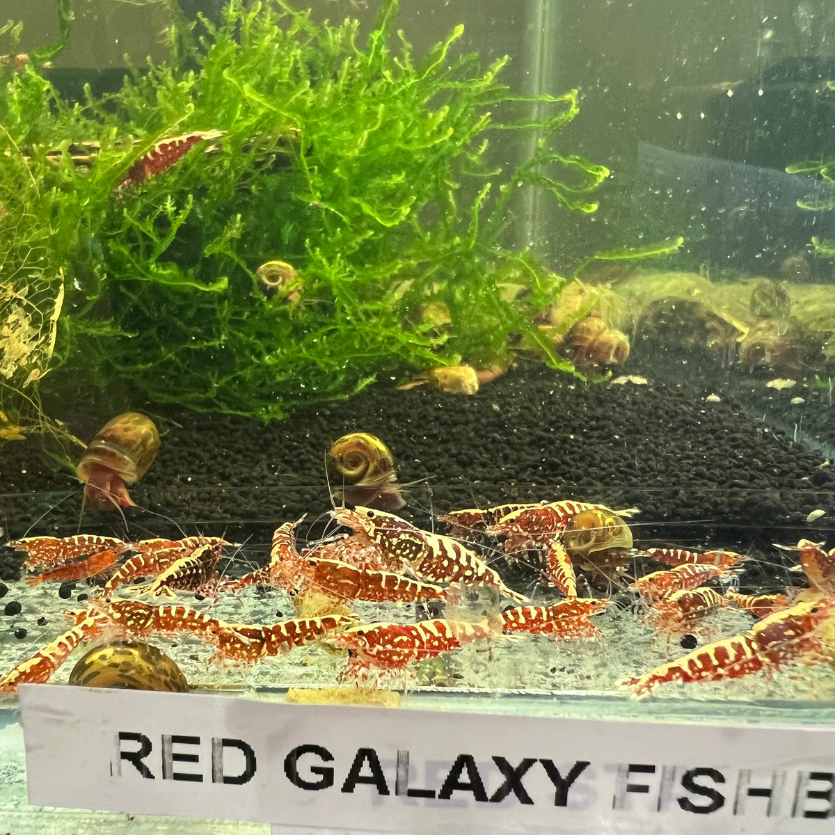 Red Galaxy Fishbone – Blackwater Aquariums