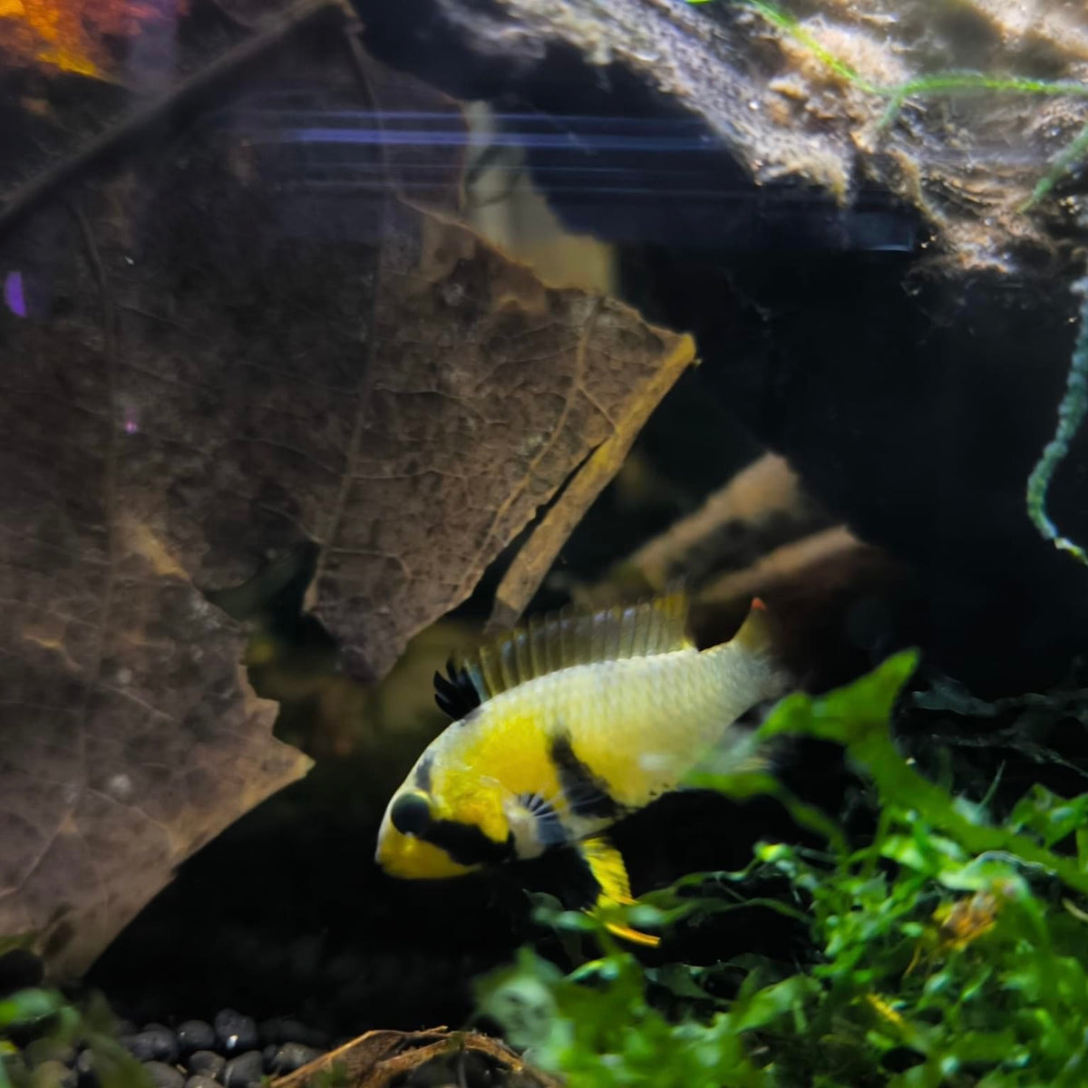 Apistogramma Panduro – Blackwater Aquariums