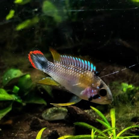 Apistogramma Panduro – Blackwater Aquariums