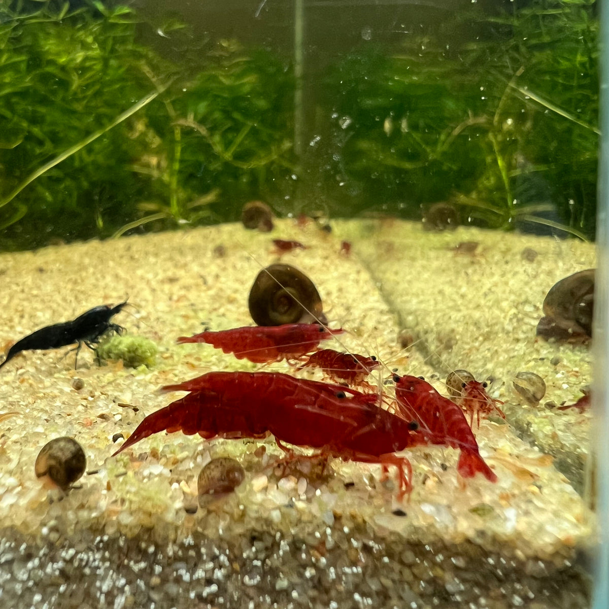 Bloody Mary Neocaridina Shrimp – Blackwater Aquariums