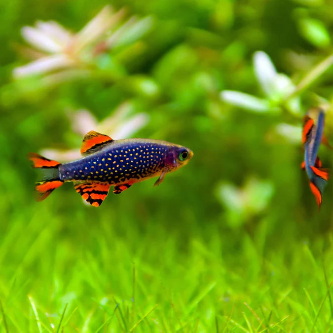Celestial Pearl Danio CPD (Celestichthys Margaritatus) – Blackwater ...