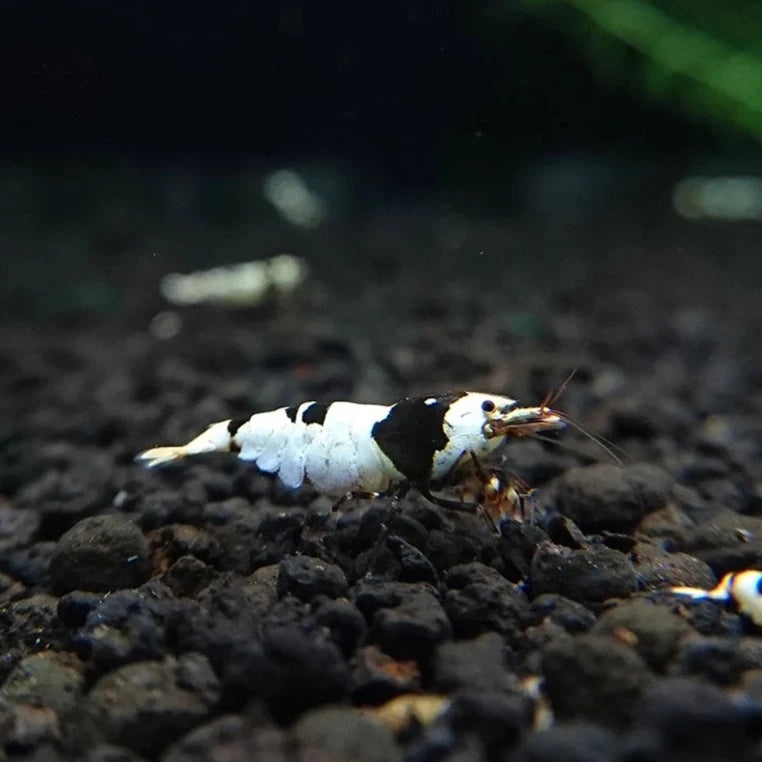 PBL Crystal Black (Pure Black Line) – Blackwater Aquariums