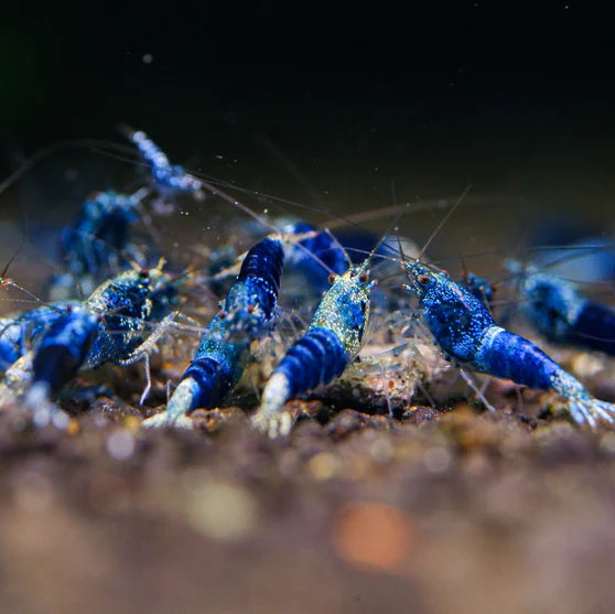 Ocean Blue Shrimp (Caridina cf Cantonesis) – Blackwater Aquariums