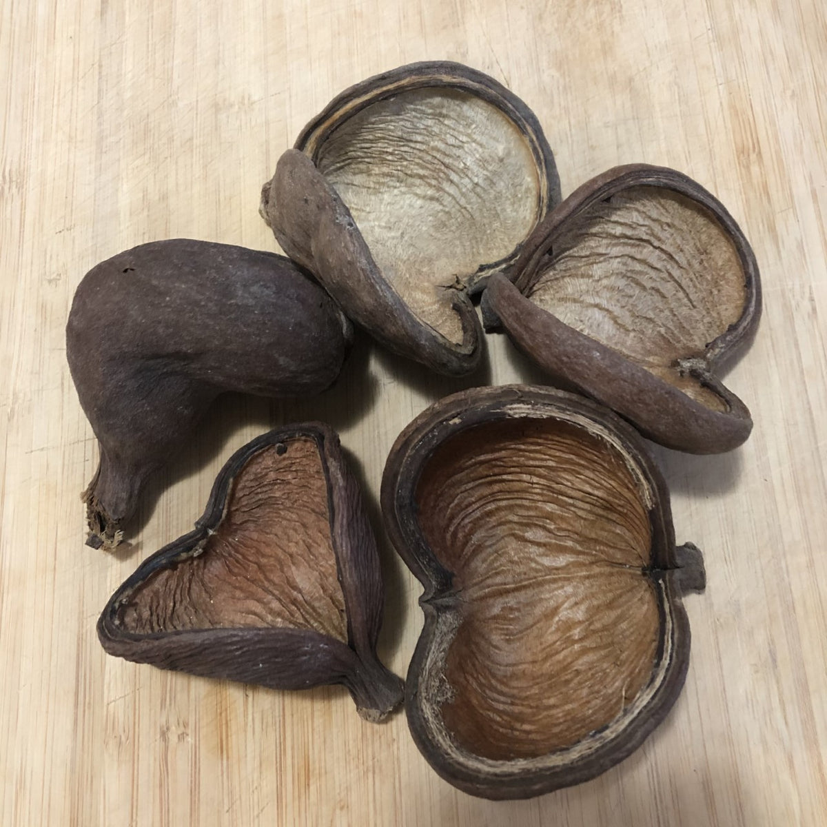 Badam Nut / Elephant Ear Pod – Blackwater Aquariums