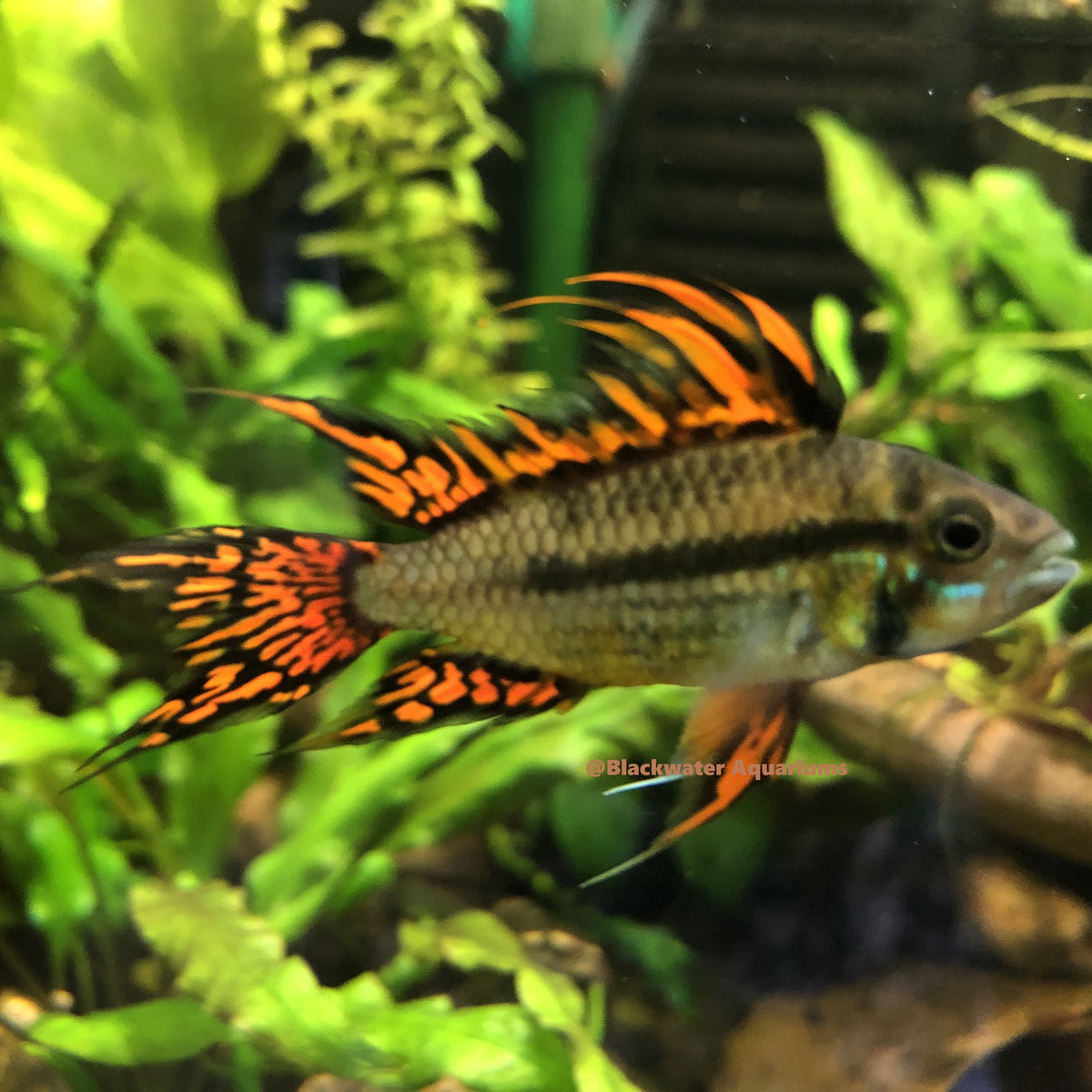 Apistogramma Cacatuoides Super Red (small 3-4cm) – Blackwater Aquariums