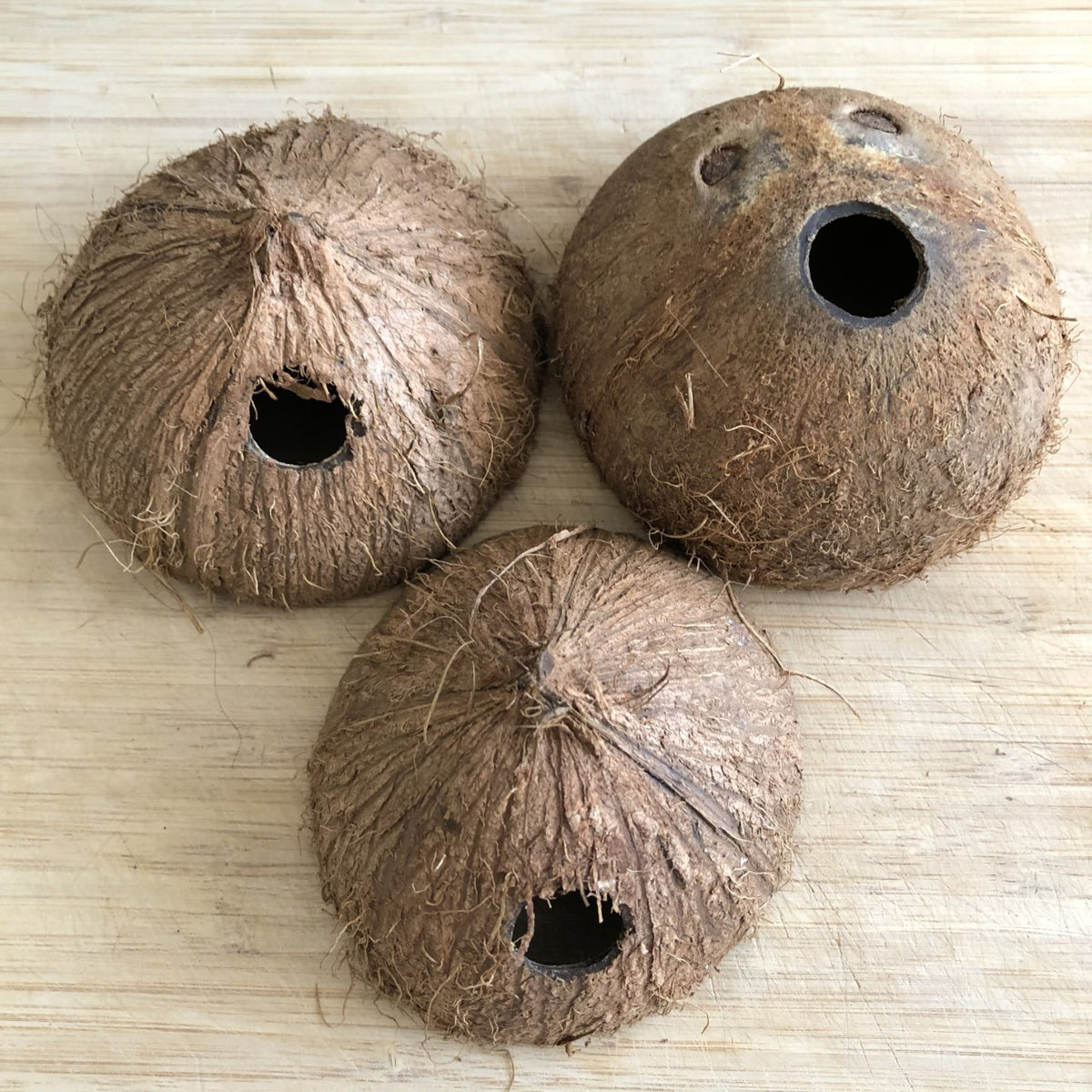 Coconut Caves - Great for cave spawning Dwarf Cichlids - apistogramma ...