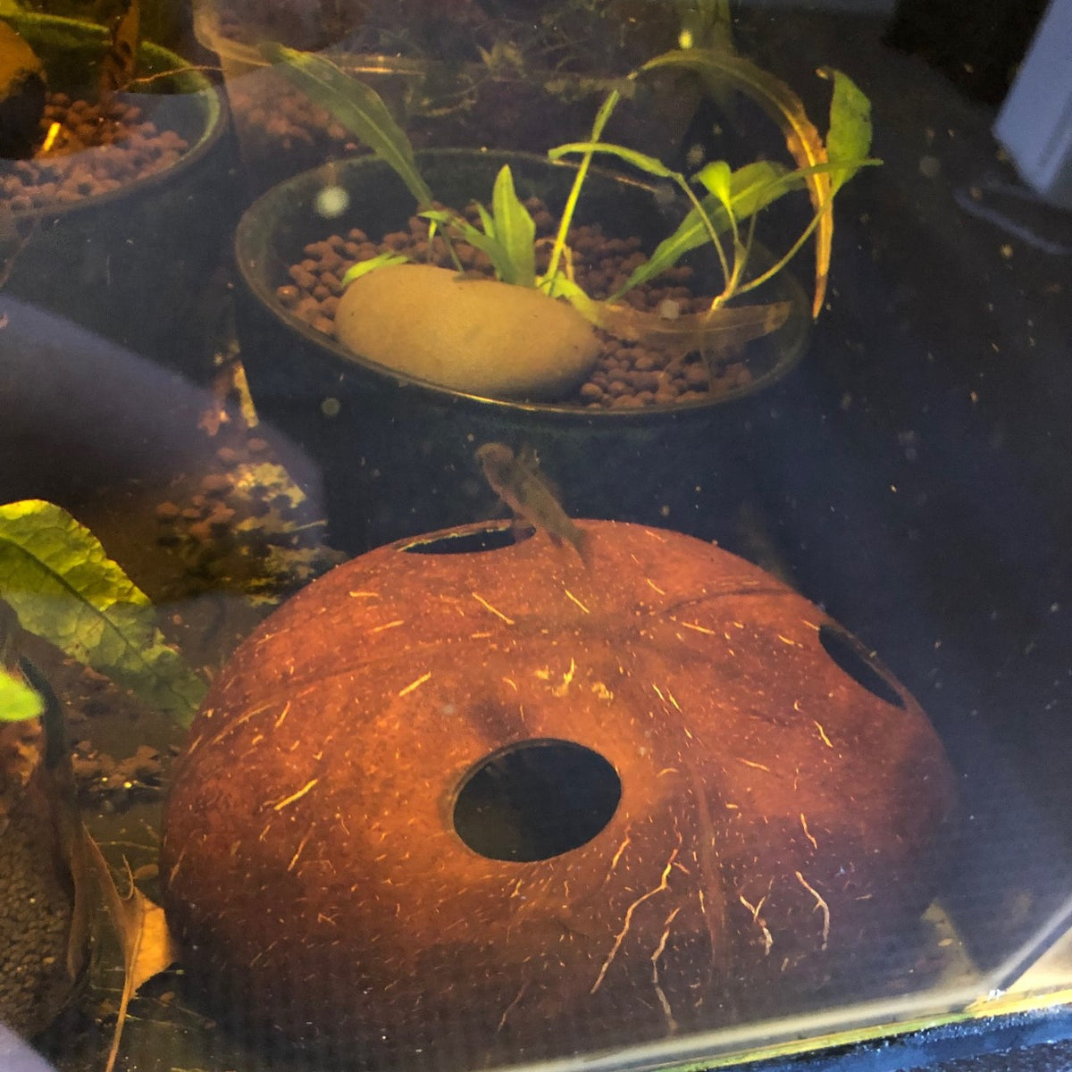 Coconut Caves - Great for cave spawning Dwarf Cichlids - apistogramma ...
