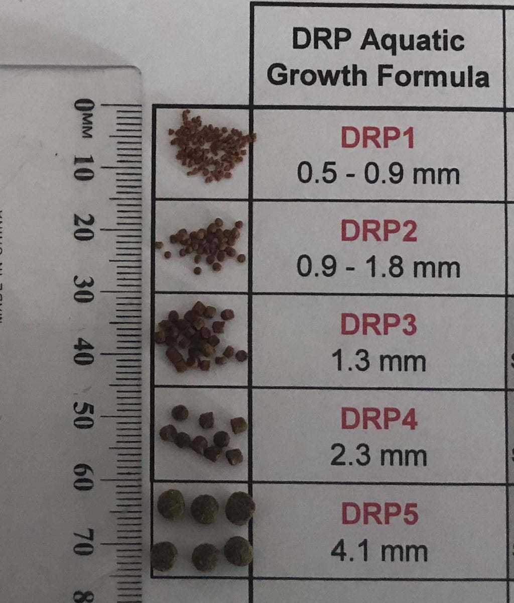 DRP1 Super food - The perfect pellet food for Dwarf Cichlids ...