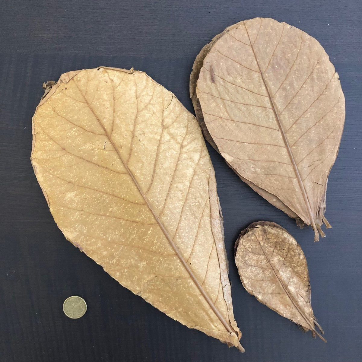 Indian Almond Leaves x10 BABY (Catappa Terminalia) – Blackwater Aquariums