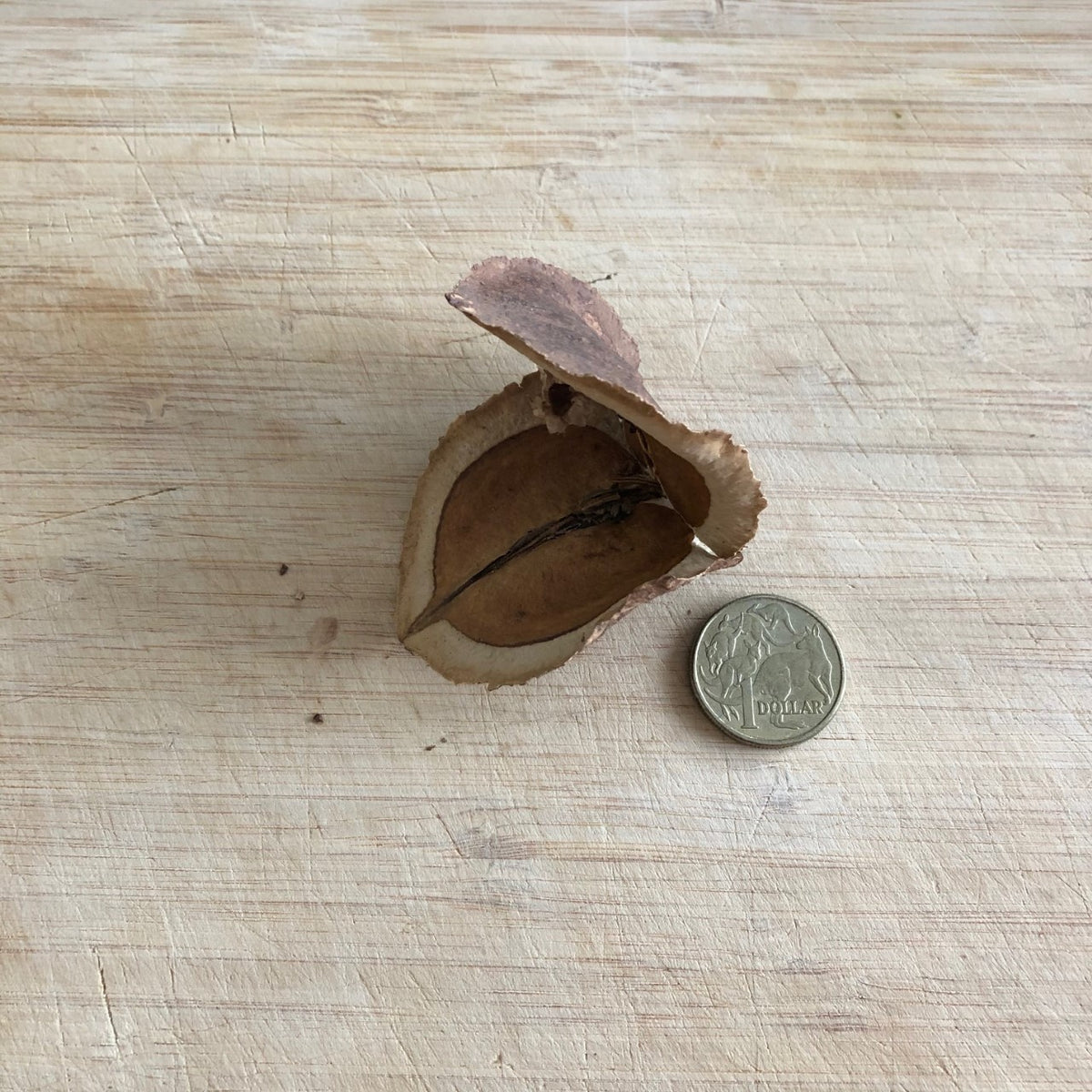 Jacaranda Pod -Makes 10 half pieces - – Blackwater Aquariums