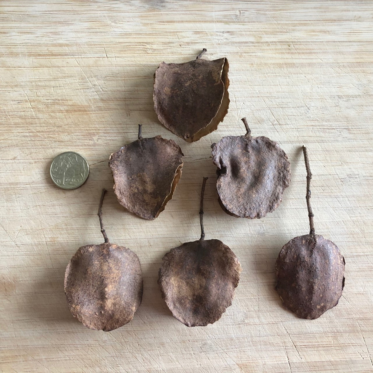 Jacaranda Pod -Makes 10 half pieces - – Blackwater Aquariums