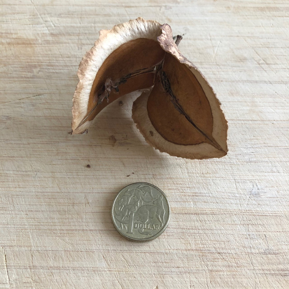 Jacaranda Pod -Makes 10 half pieces - – Blackwater Aquariums