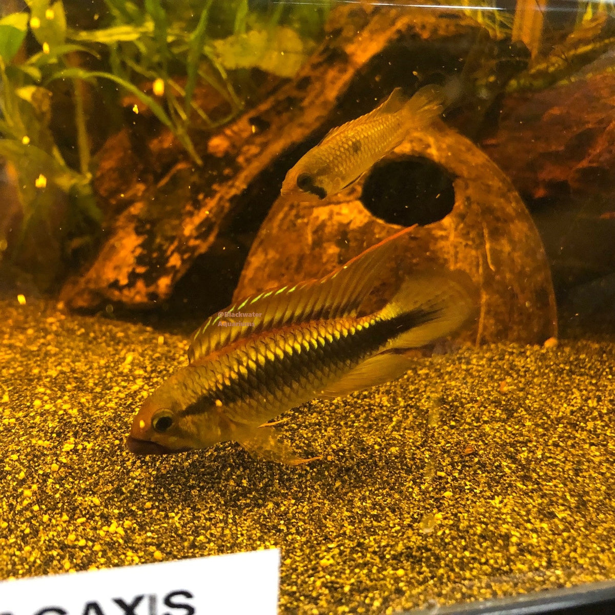 Apistogramma Sp. Abacaxis – Blackwater Aquariums
