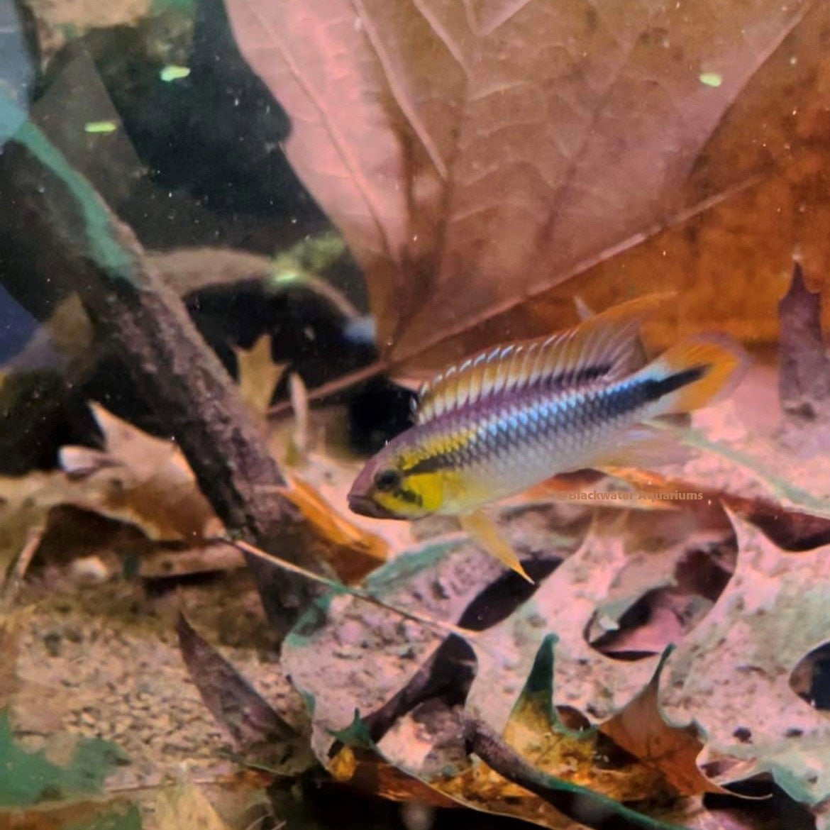 Apistogramma Sp. Abacaxis – Blackwater Aquariums