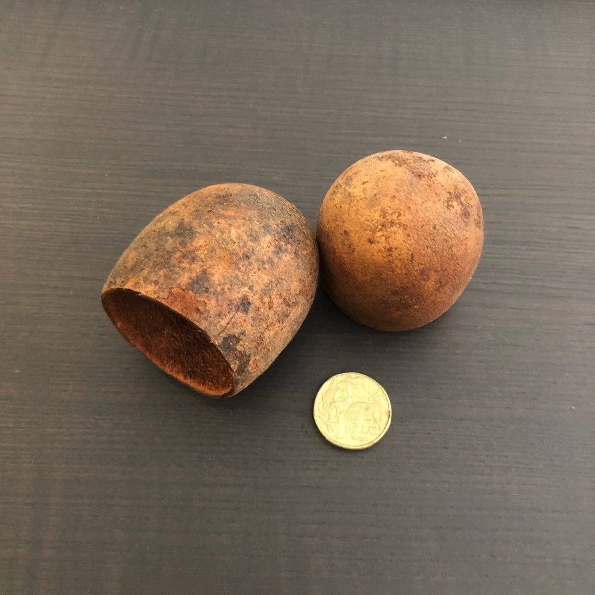 Bael Tree Pod - Amazing natural spawning cave – Blackwater Aquariums