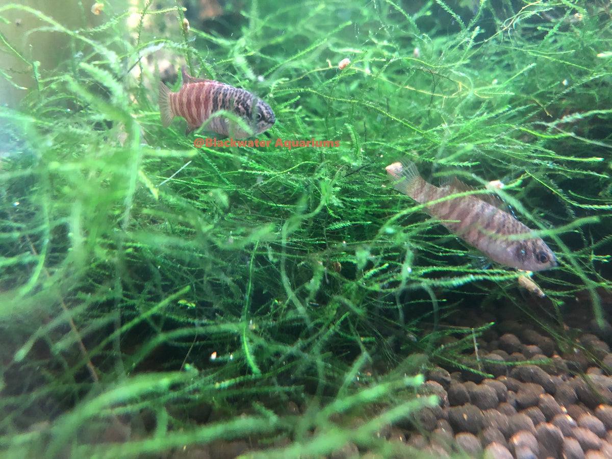 Black Tiger Dario (Dario Tigris) – Blackwater Aquariums