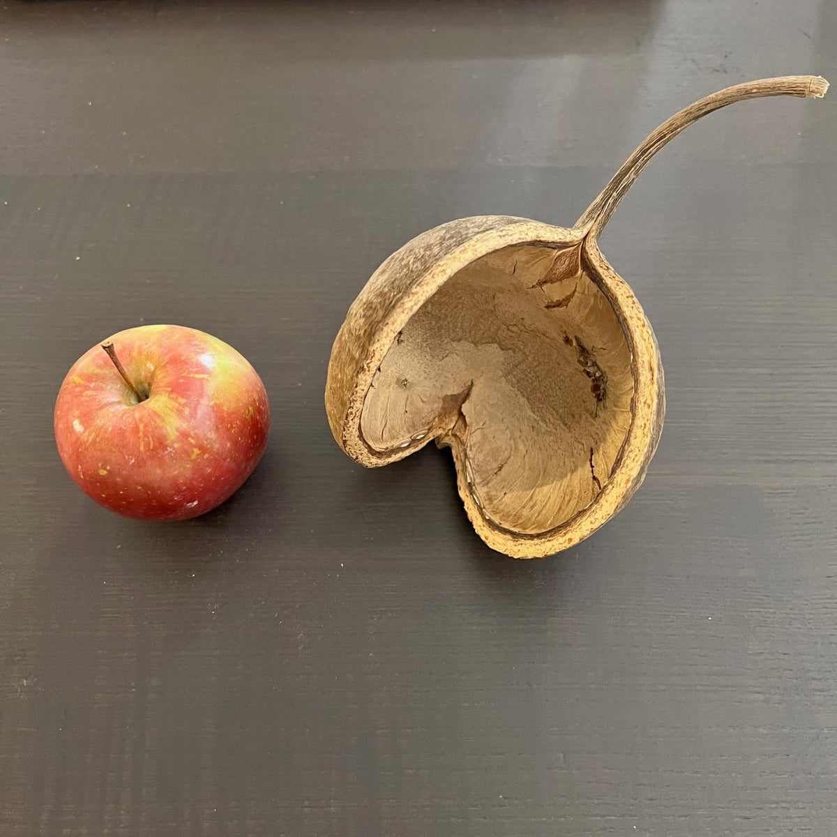 Buddha Pod (Pterygota alata) XXXL seed pod – Blackwater Aquariums