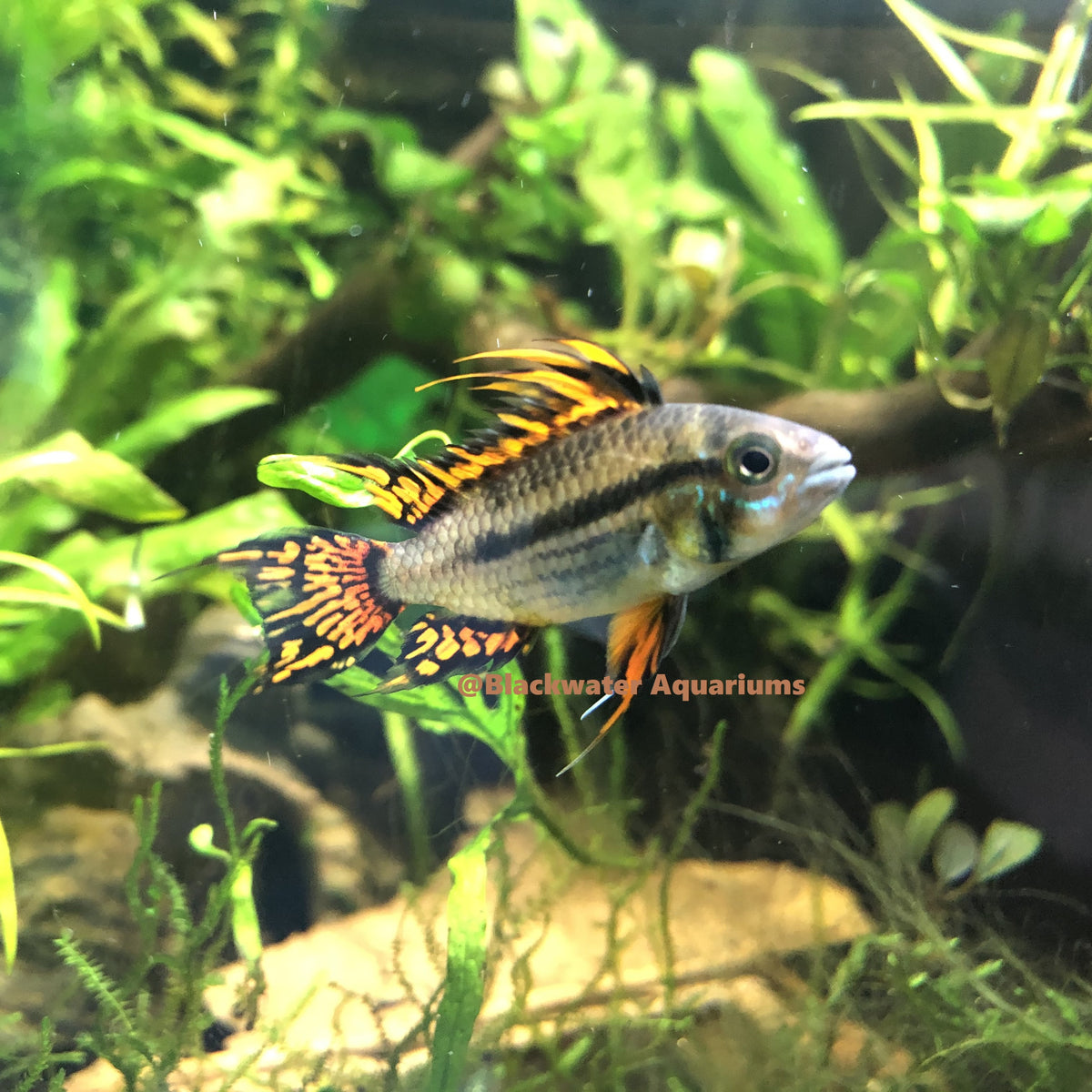 Apistogramma Cacatuoides Super Red – Blackwater Aquariums