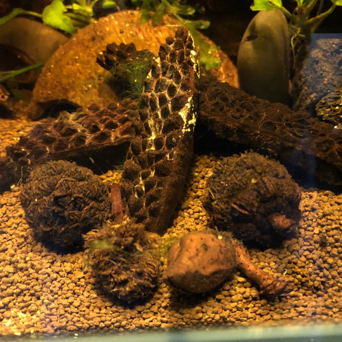 Crows Ash Pods - (Pods will come intact makes 12/15 segments ...