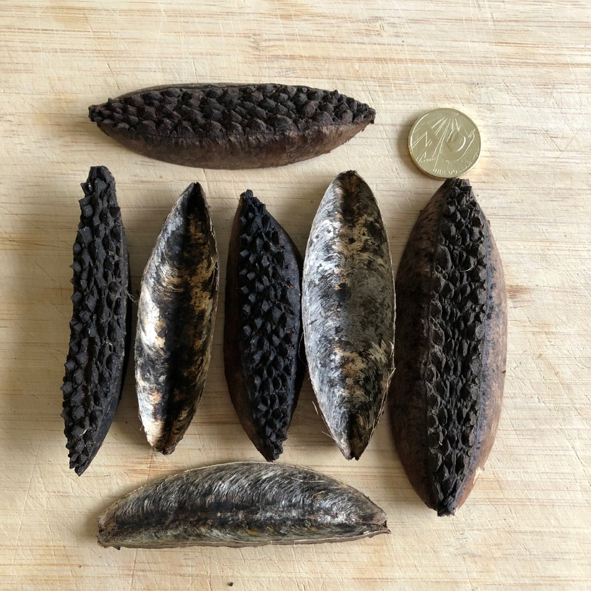 Crows Ash Pods - (Pods will come intact makes 12/15 segments ...