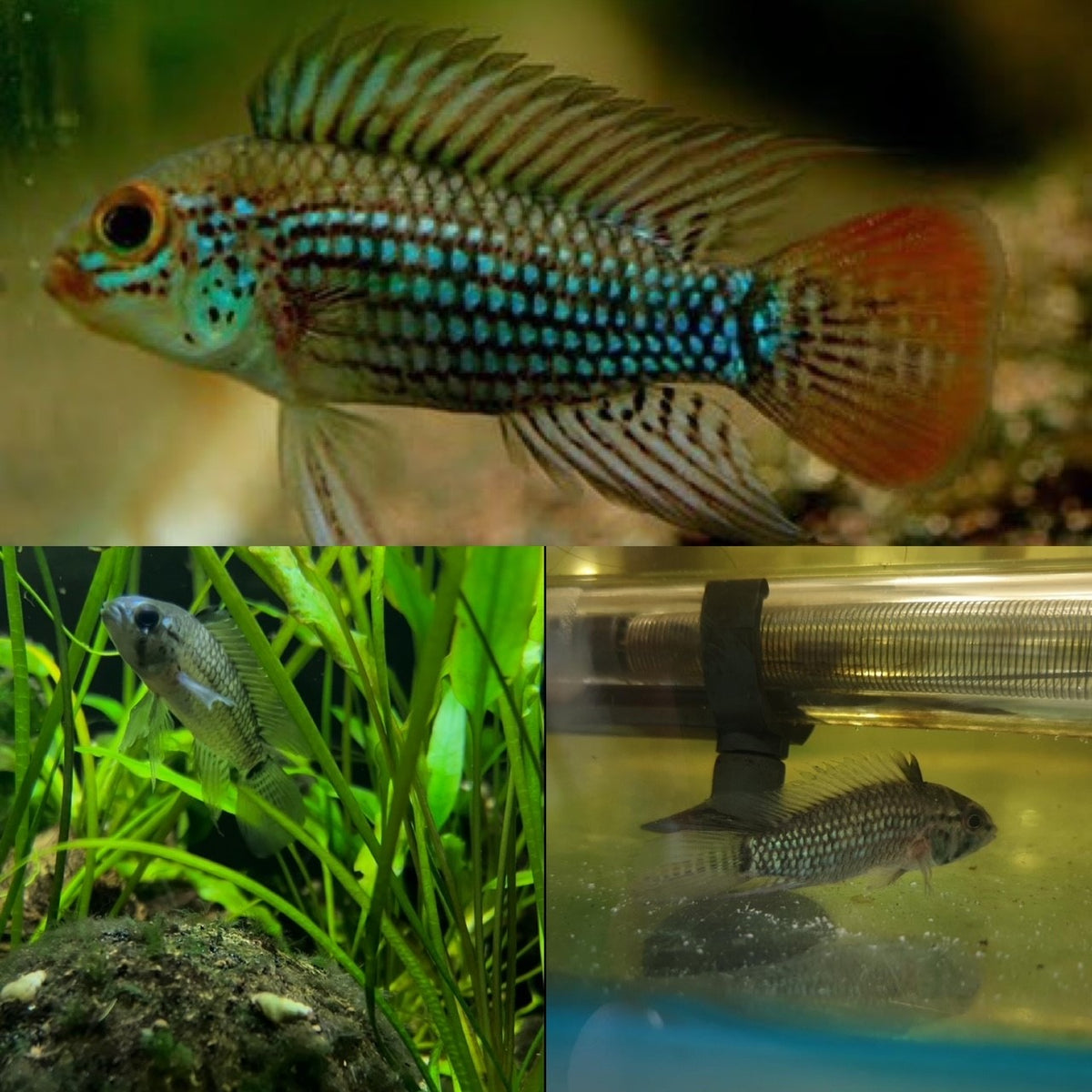 Apistogramma sp. Alto Tapiche RARE! – Blackwater Aquariums