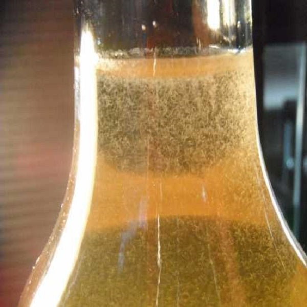 Starter Culture - Vinegar Eels (Micro Live Food) – Blackwater Aquariums